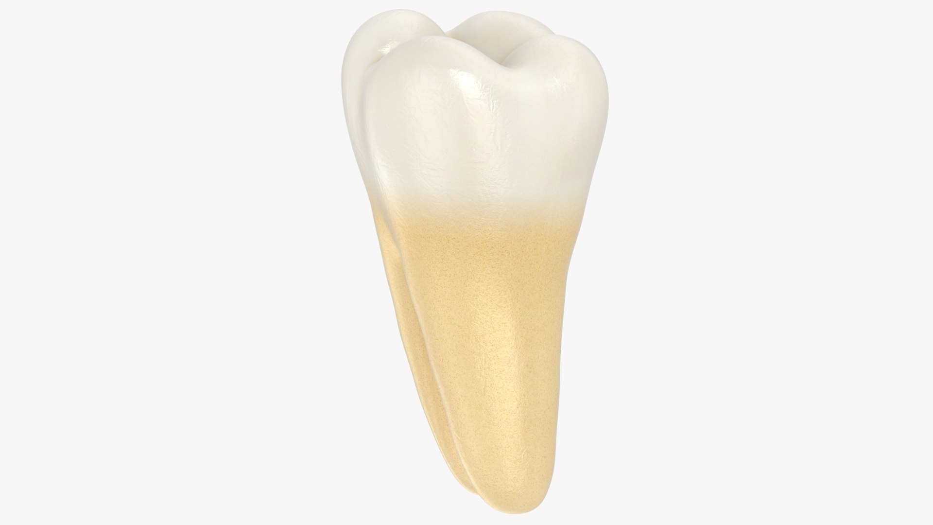 Realistic lower second molar 3D model - TurboSquid 1627785