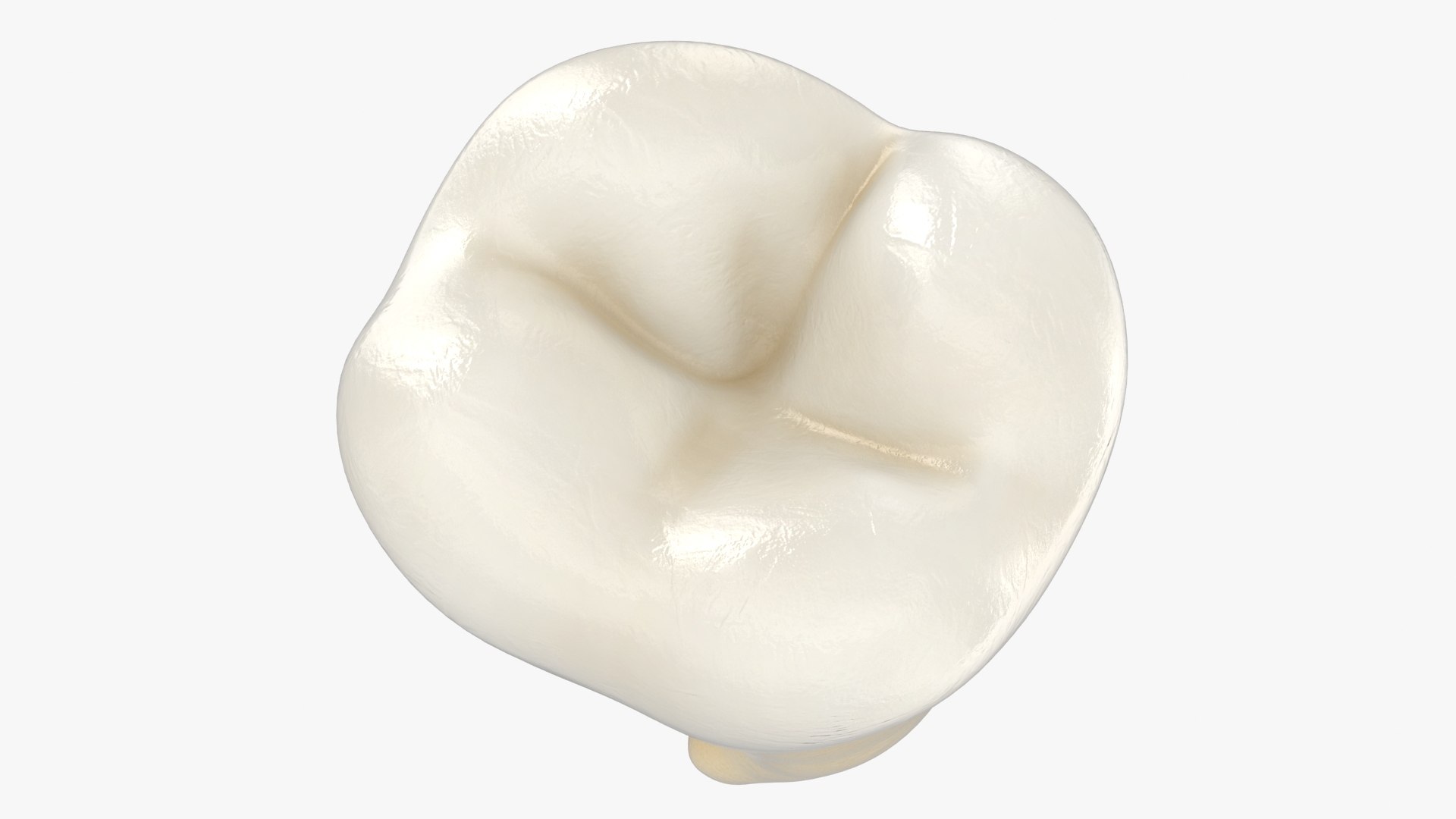 Realistic lower second molar 3D model - TurboSquid 1627785