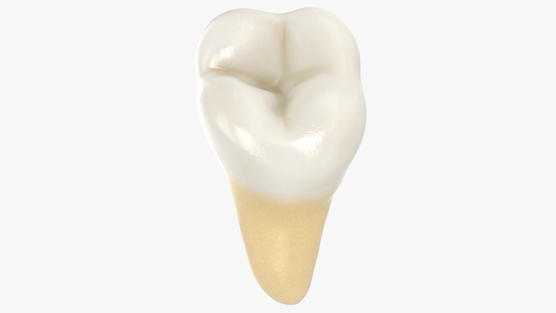 Realistic Lower Second Molar 3D Model - TurboSquid 1627785