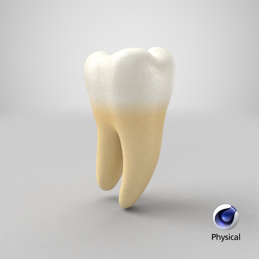 Realistic lower second molar 3D model - TurboSquid 1627785