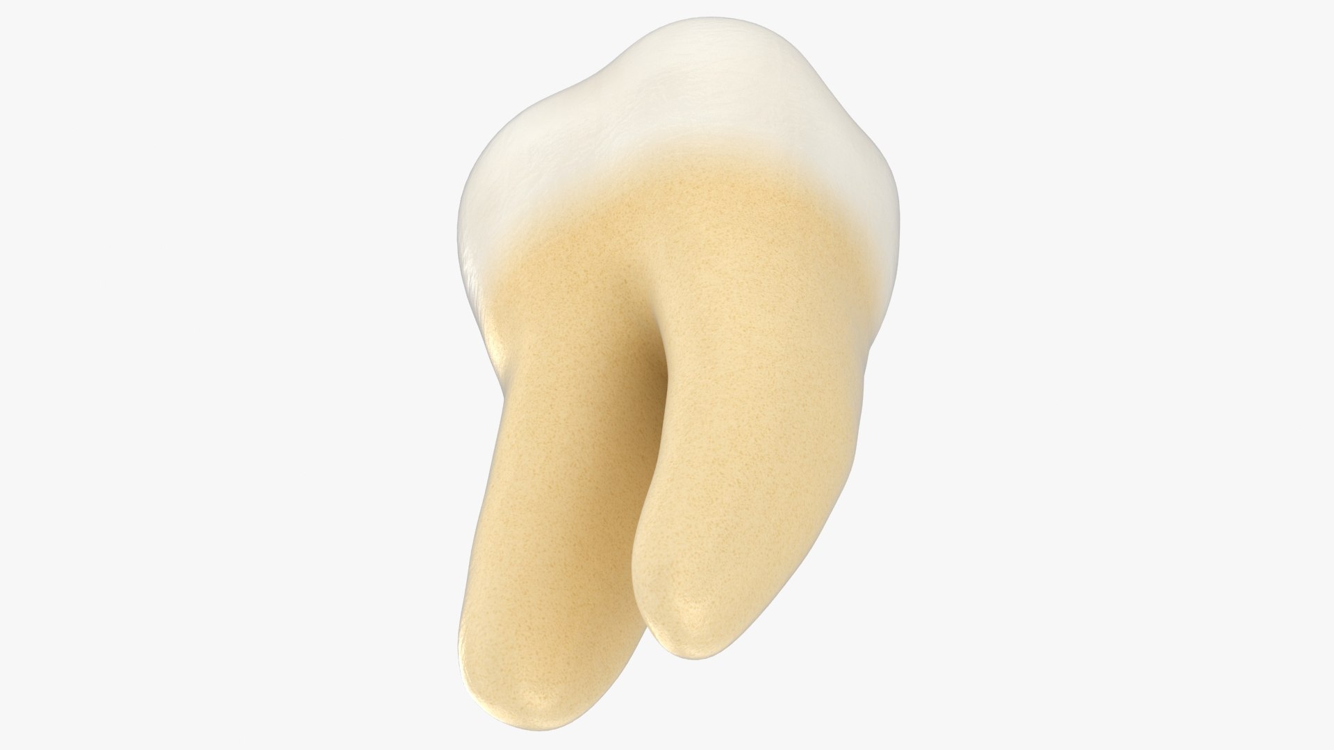 Realistic lower second molar 3D model - TurboSquid 1627785