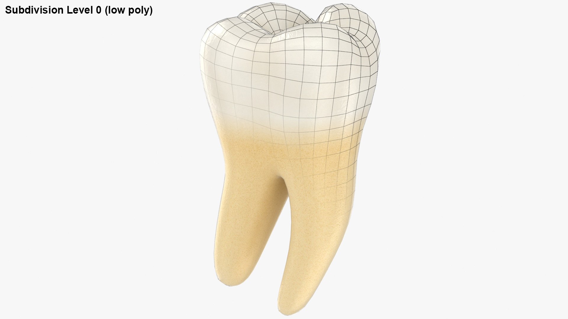 Realistic lower second molar 3D model - TurboSquid 1627785