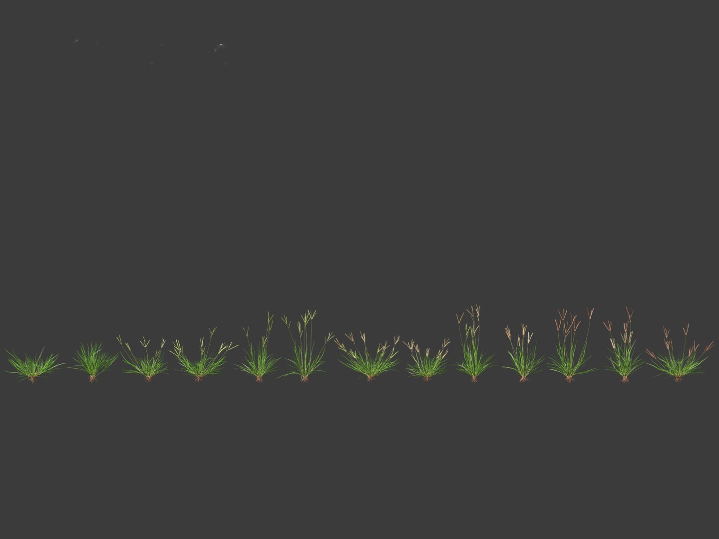 Eleusine Indica - Indian Goosegrass 3D Model - TurboSquid 2126628