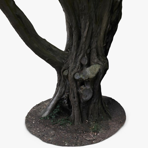 Tree Trunk 3D Models for Download | TurboSquid