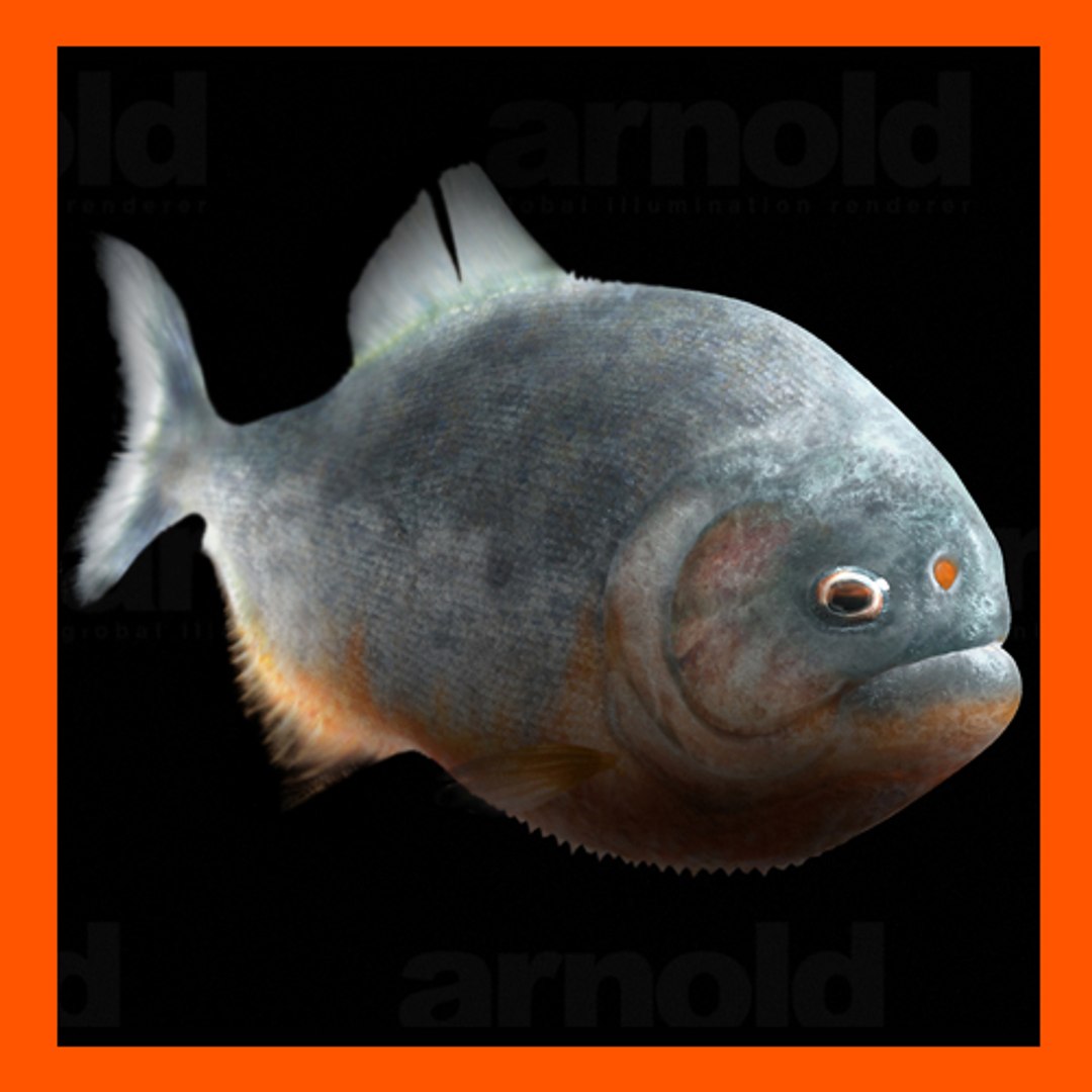 Realistic Piranha 3d Model