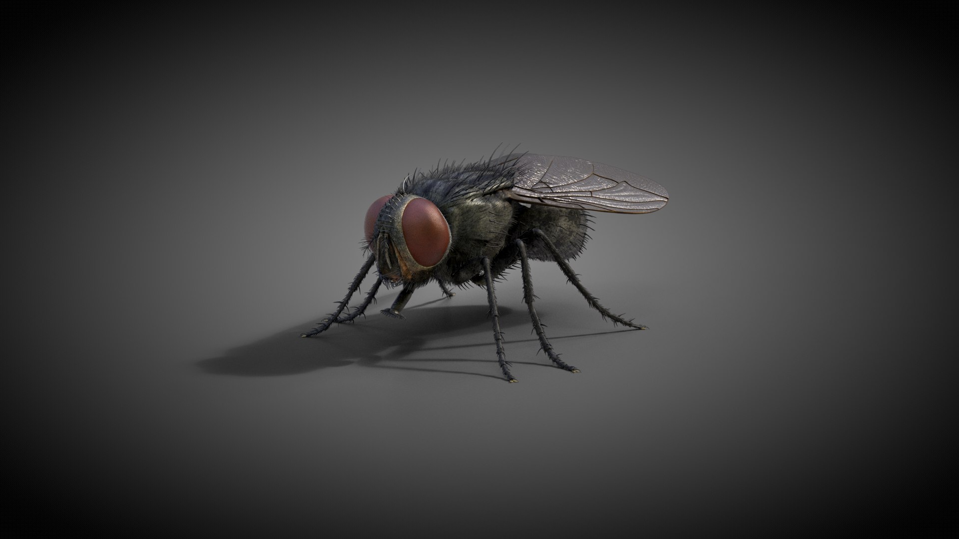 Housefly Animated 3D Model - TurboSquid 2001113