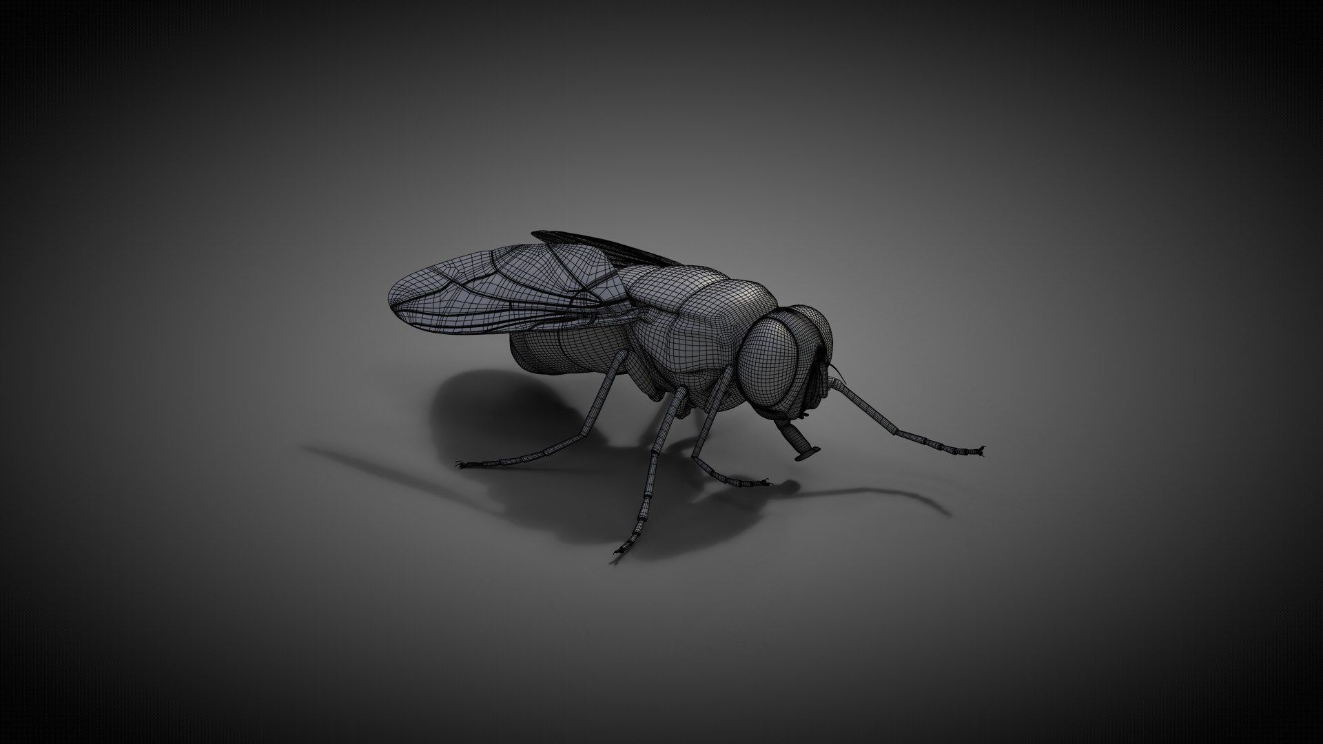 Housefly Animated 3D Model - TurboSquid 2001113