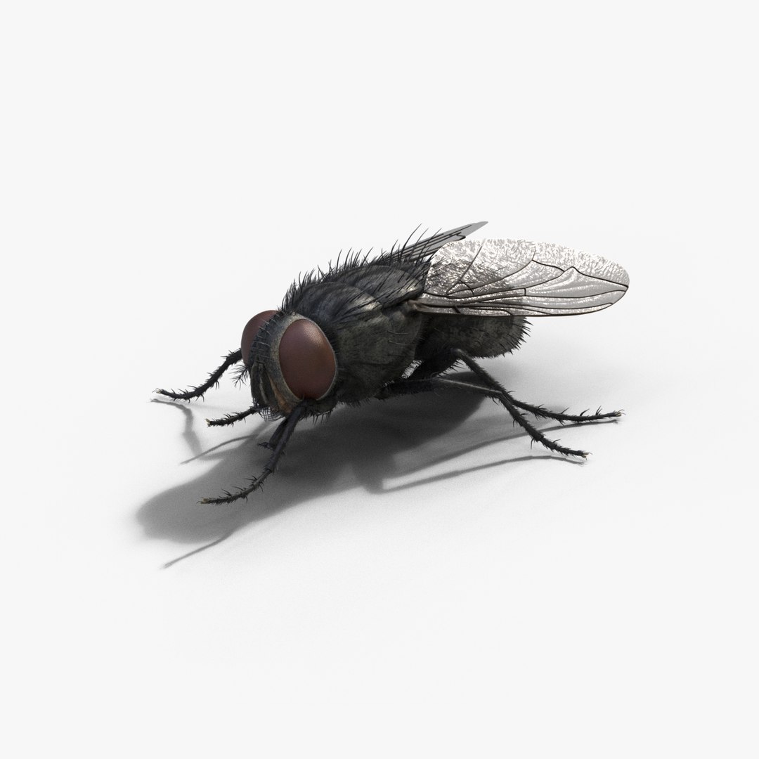 Housefly Animated 3D model - TurboSquid 2001113