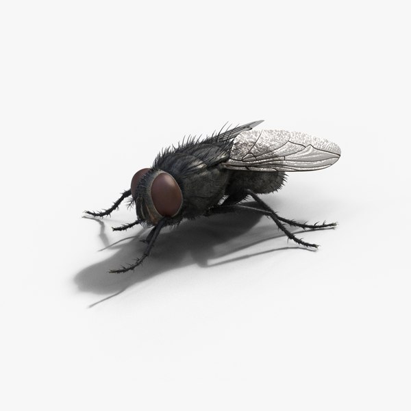 modelo 3d Housefly Animated - TurboSquid 2001113