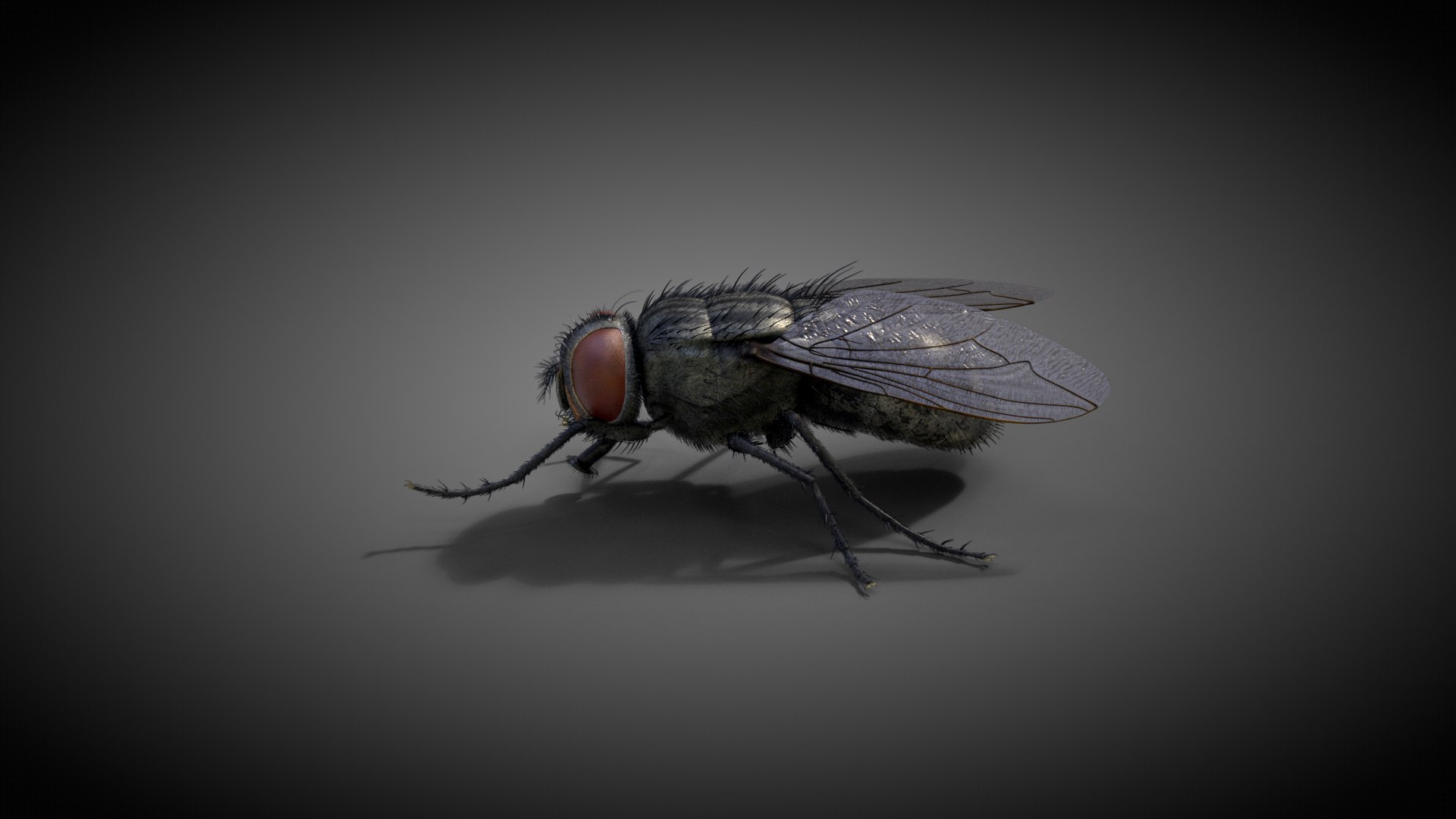 Housefly Animated 3D model - TurboSquid 2001113