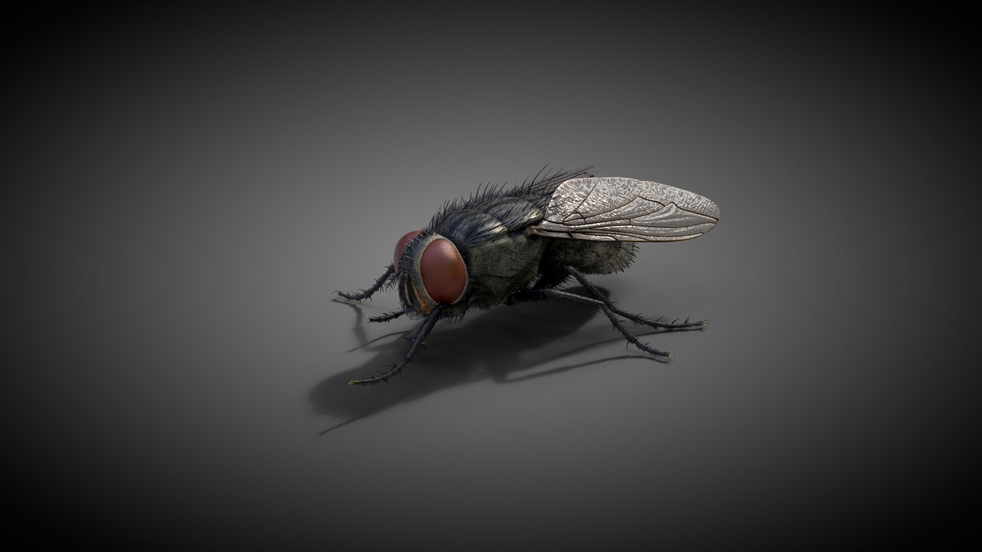 Housefly Animated 3D model - TurboSquid 2001113