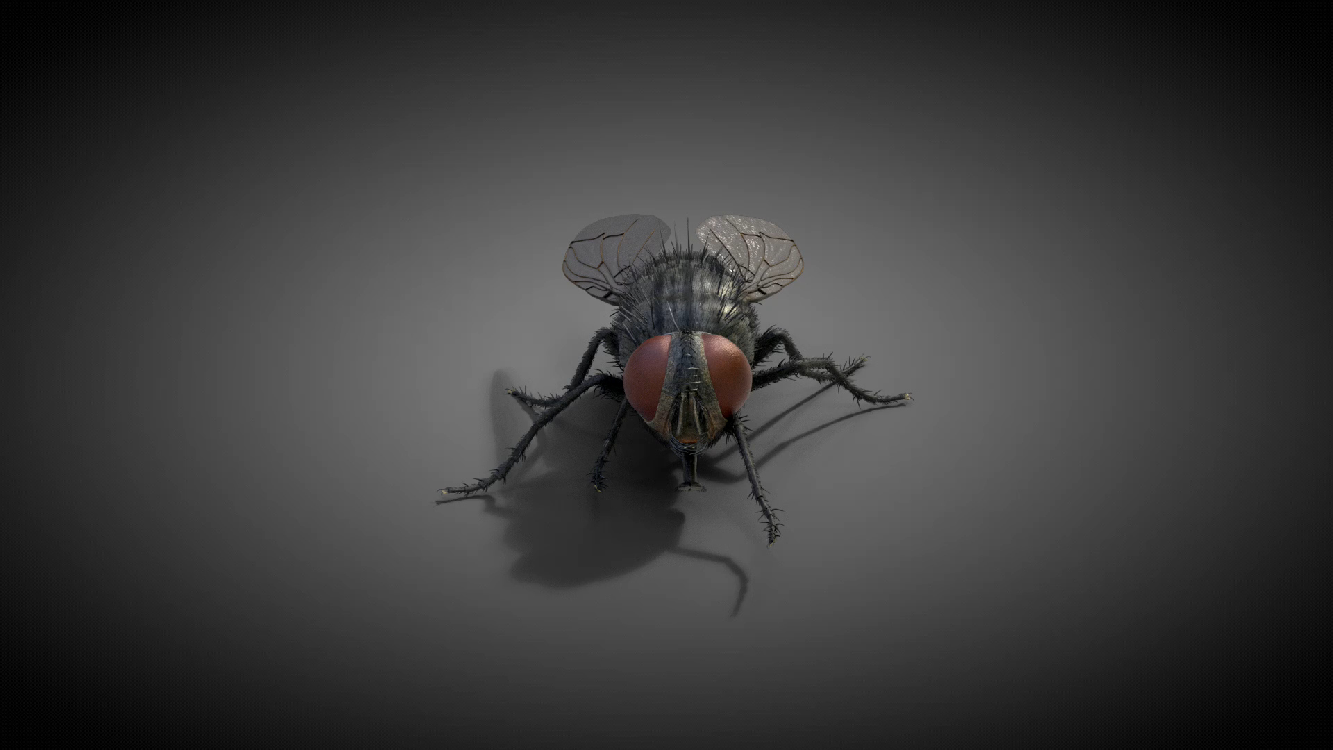 Housefly Animated 3D Model - TurboSquid 2001113