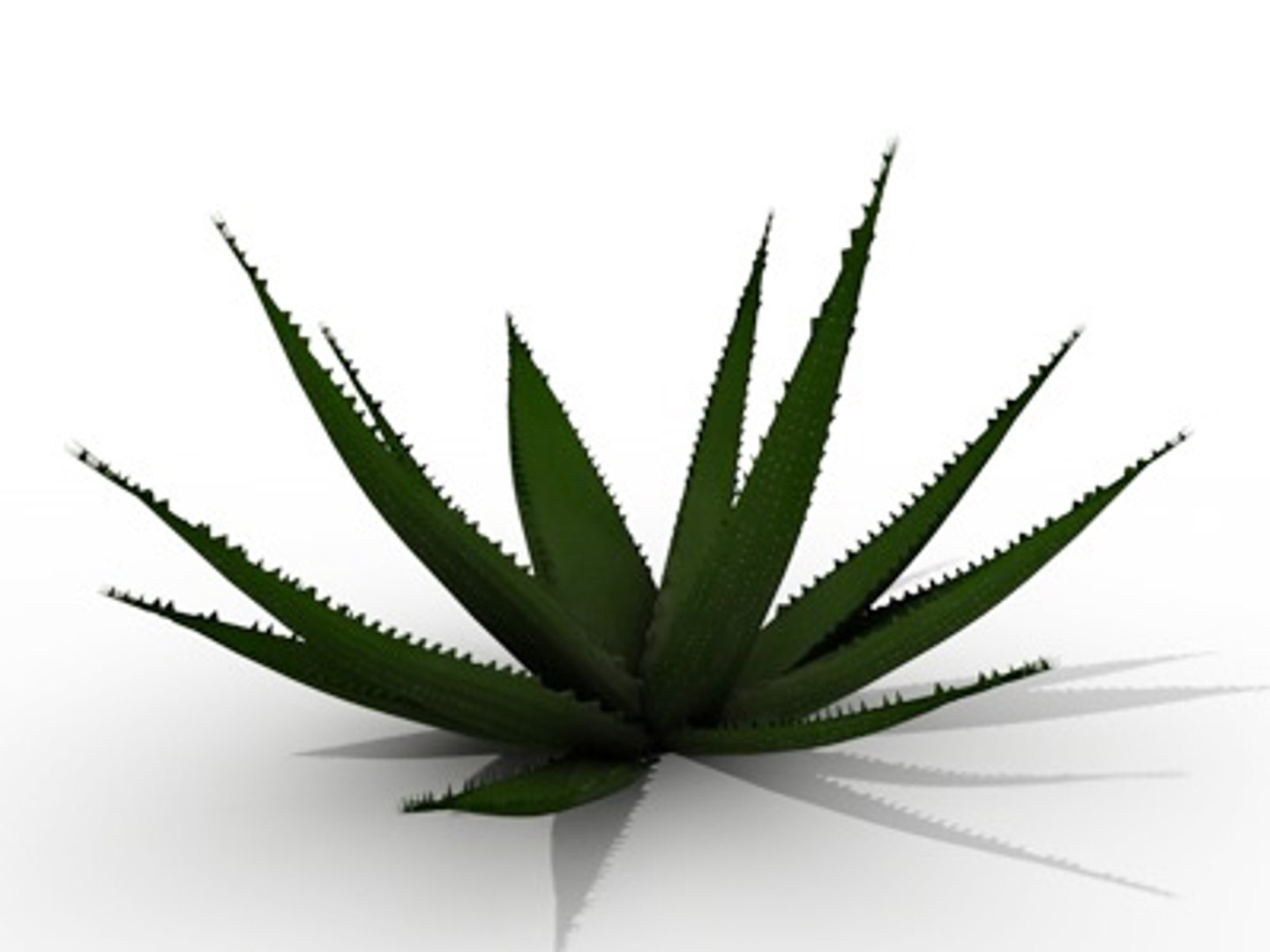 3d model aloe