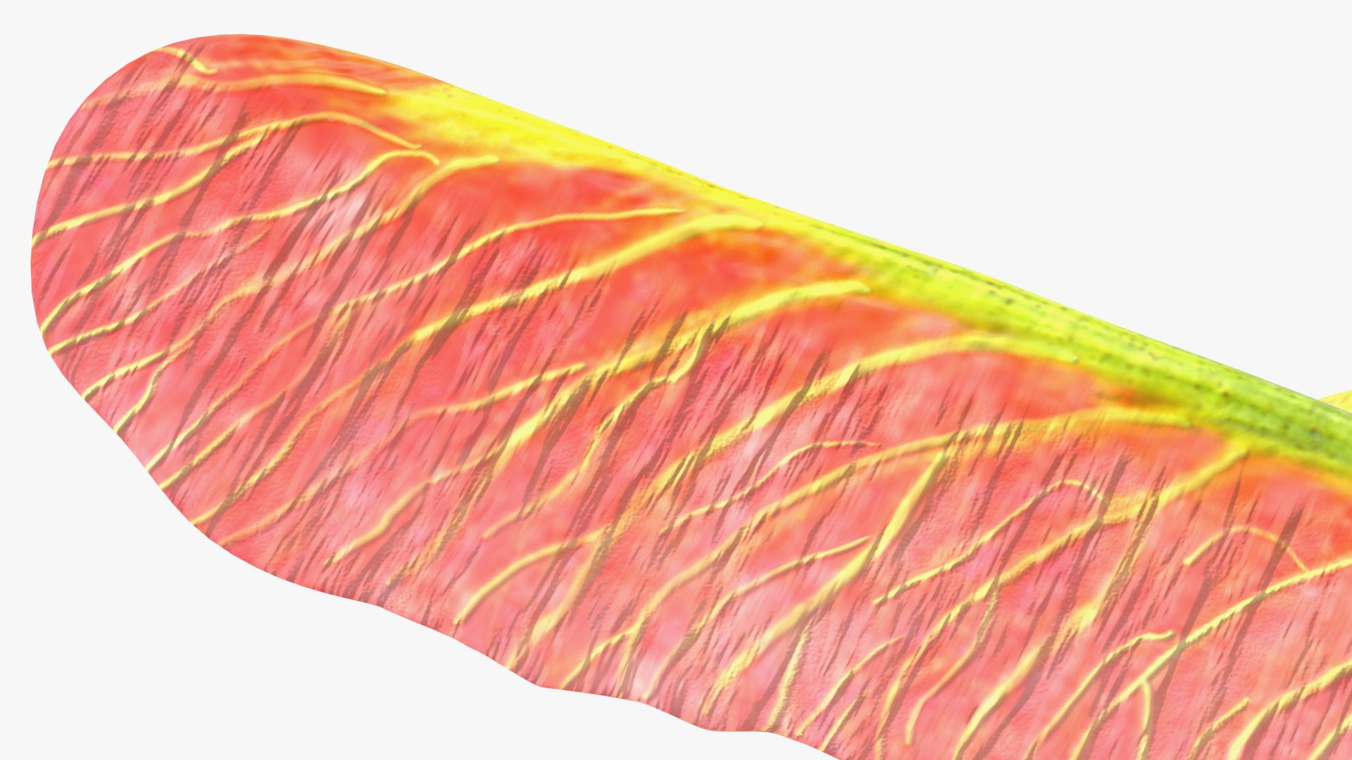 Pink Maple Seeds Branch 3D model - TurboSquid 1838627