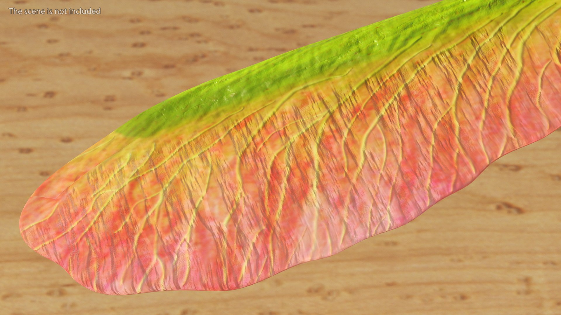 Pink Maple Seeds Branch 3D model - TurboSquid 1838627