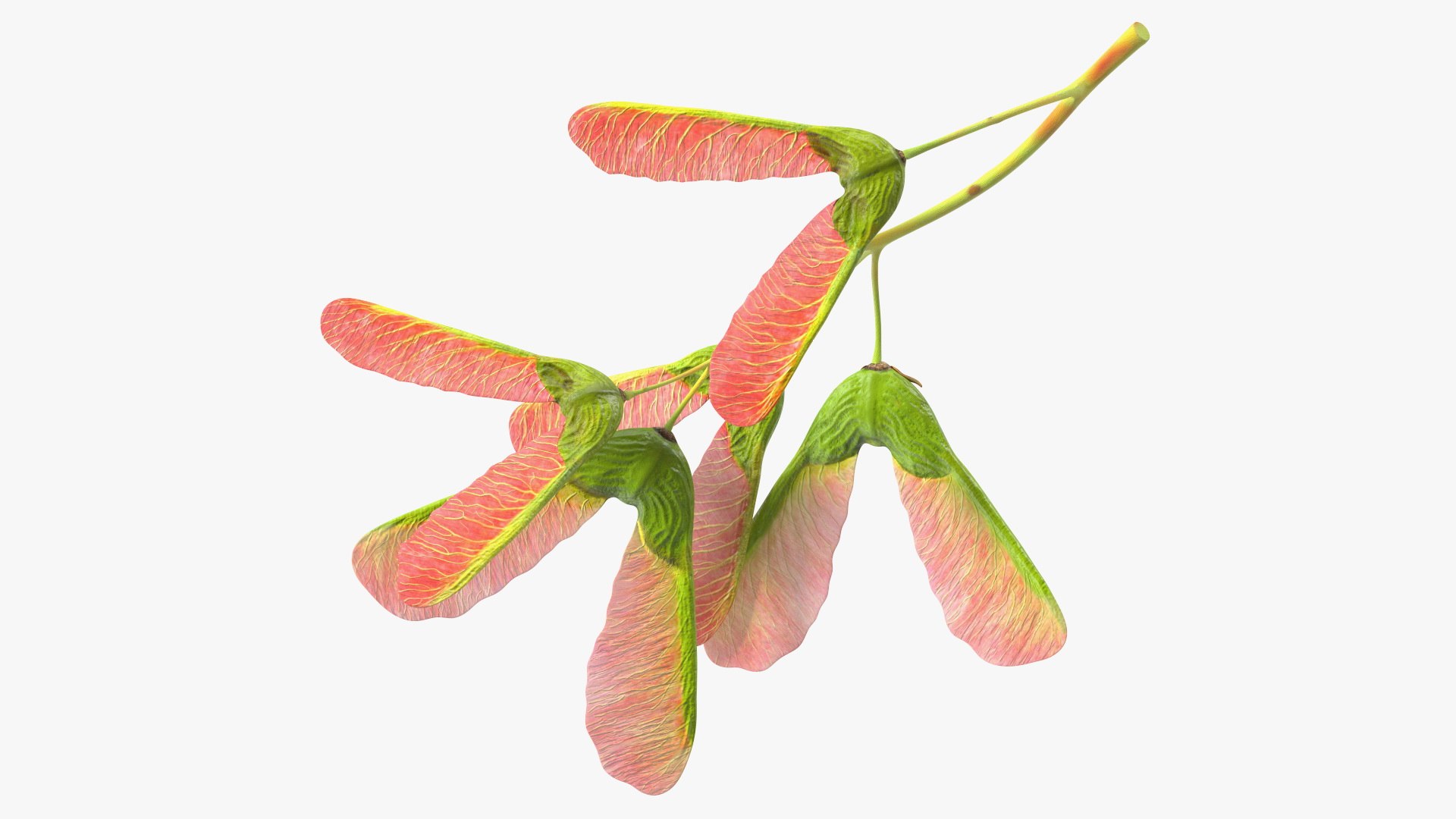 Pink Maple Seeds Branch 3D model - TurboSquid 1838627