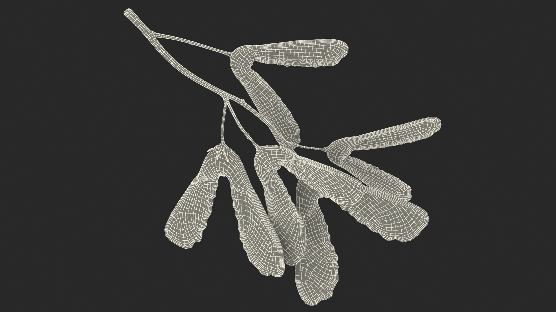 Pink Maple Seeds Branch 3D Model - TurboSquid 1838627