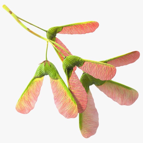 Pink Maple Seeds Branch 3D model - TurboSquid 1838627