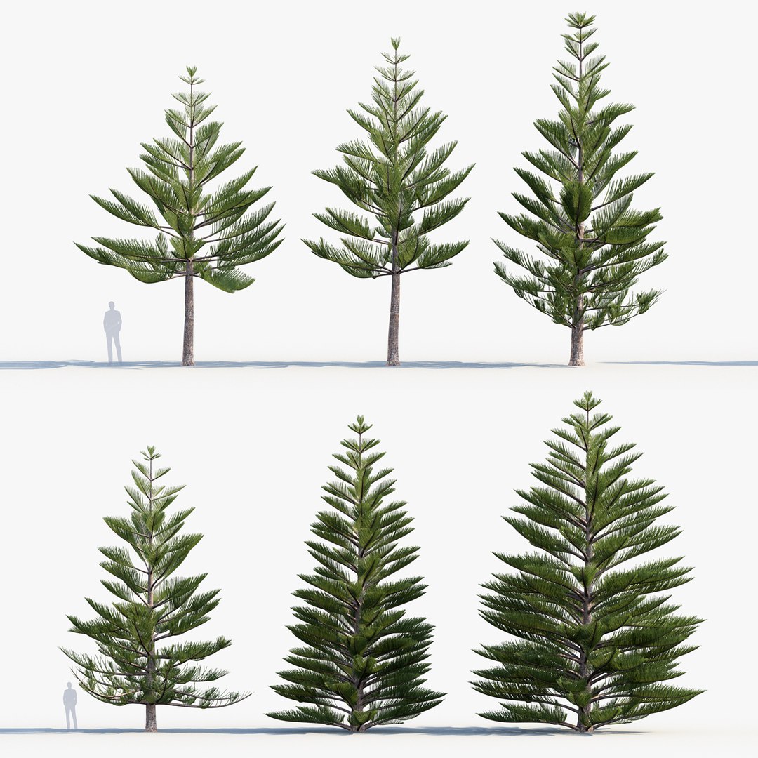 Araucaria Heterophylla Norfolk Lsland Pine 3D Model - TurboSquid 2048869