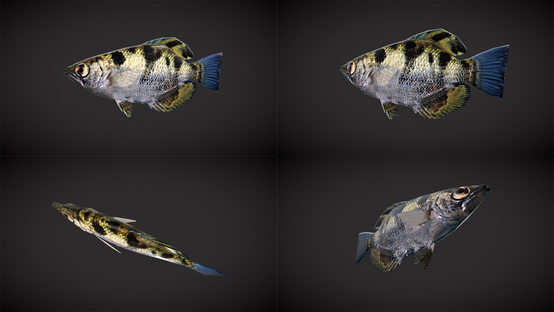 3D model fish - ready pack 1 - TurboSquid 1300783