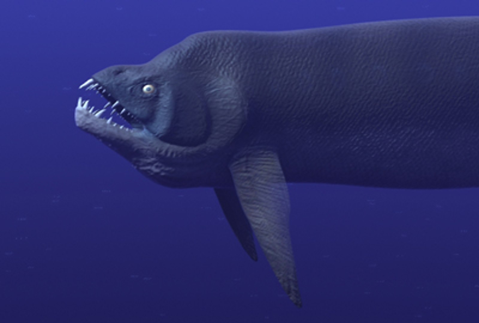 xiphactinus audax fish 3d model