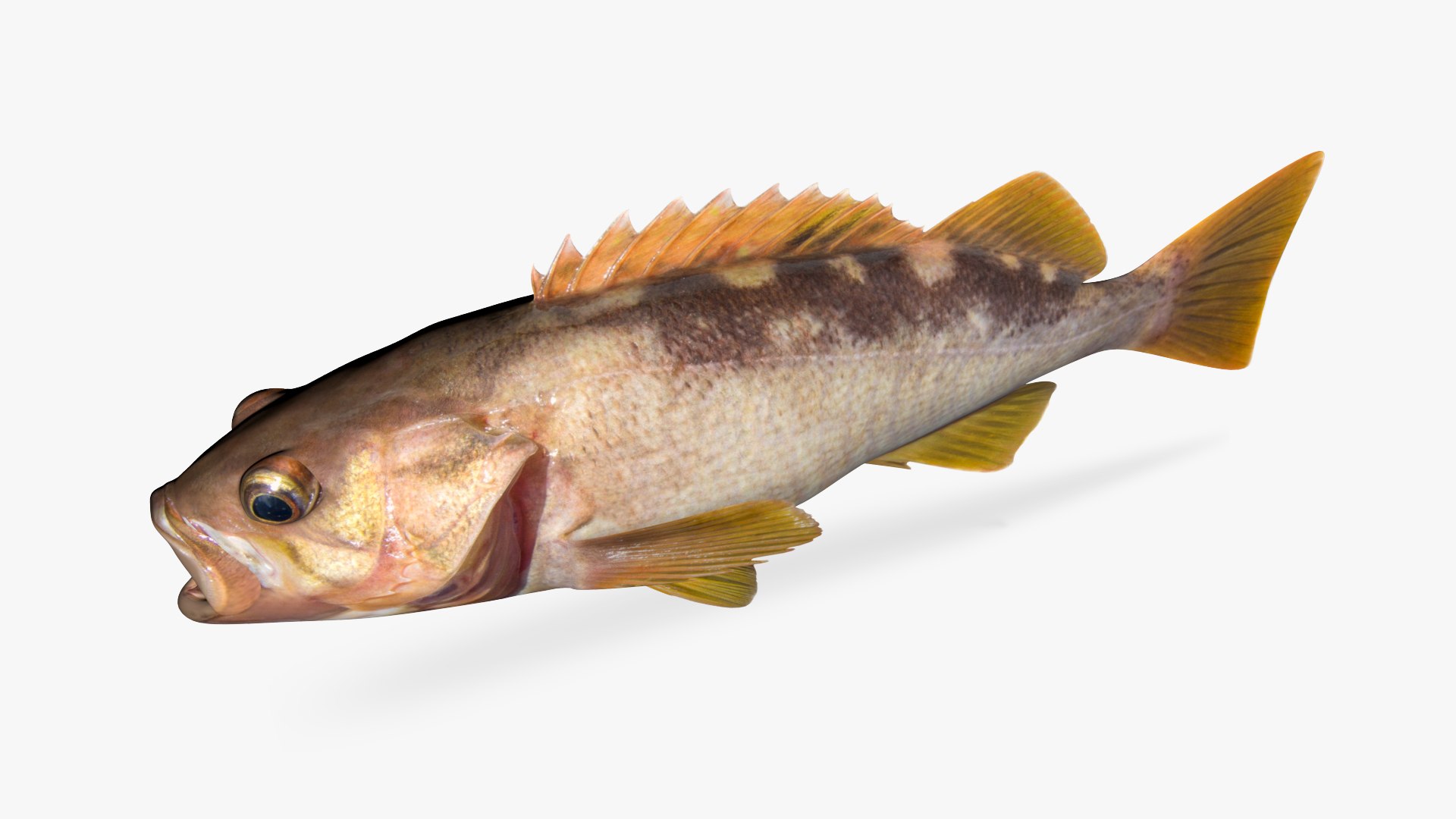Olive Rockfish 3D Model - TurboSquid 1683327