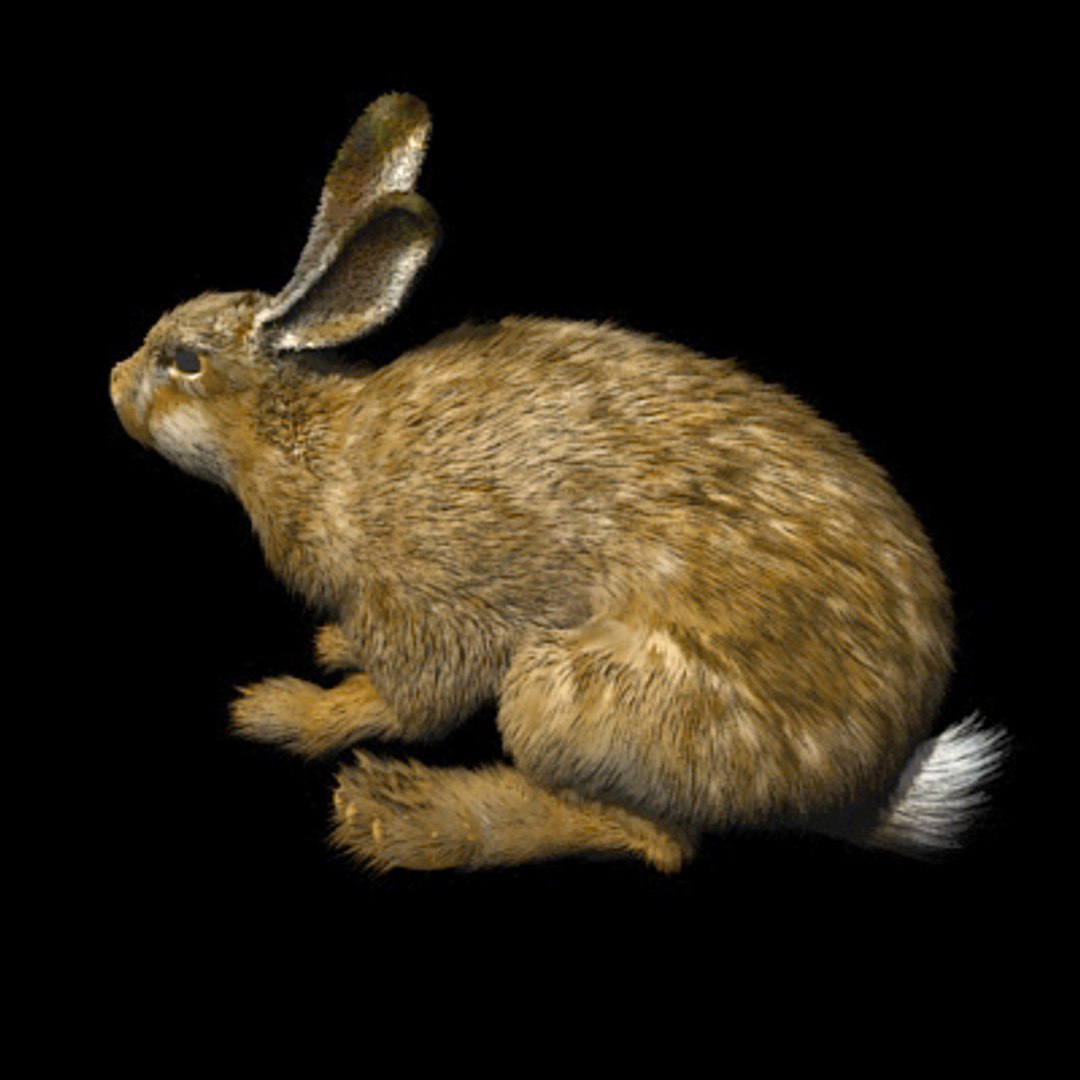 Realistic Rabbit Xsi