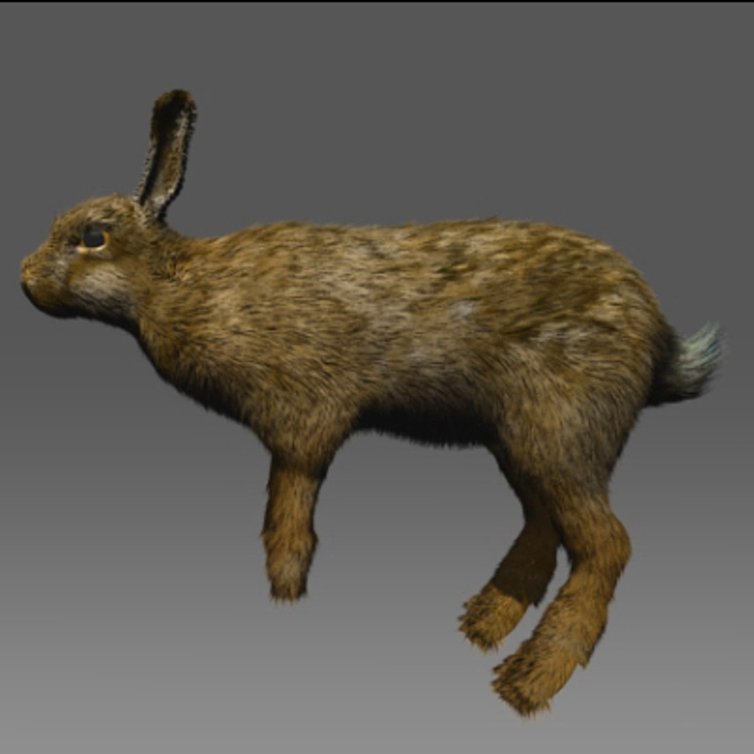 Realistic Rabbit Xsi