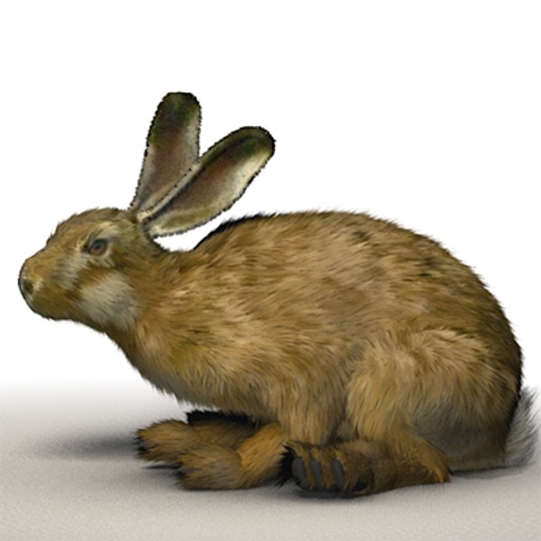 realistic rabbit xsi