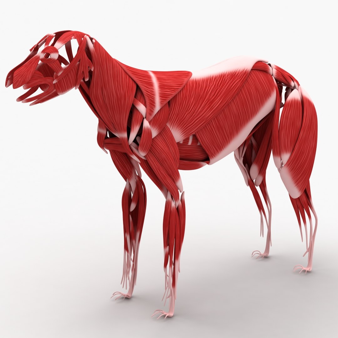 3d model dugm01 dog anatomy male female