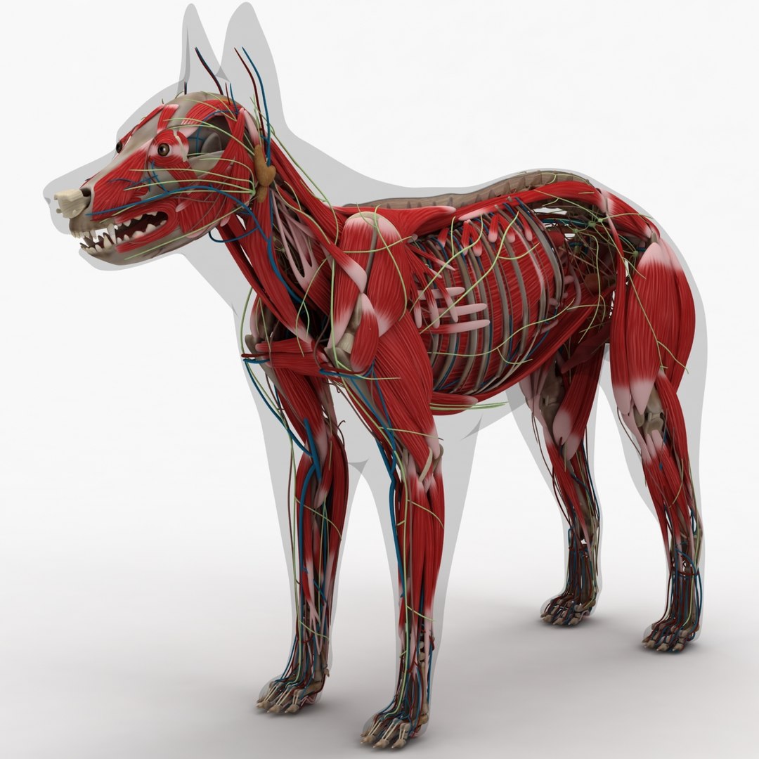 3d model dugm01 dog anatomy male female
