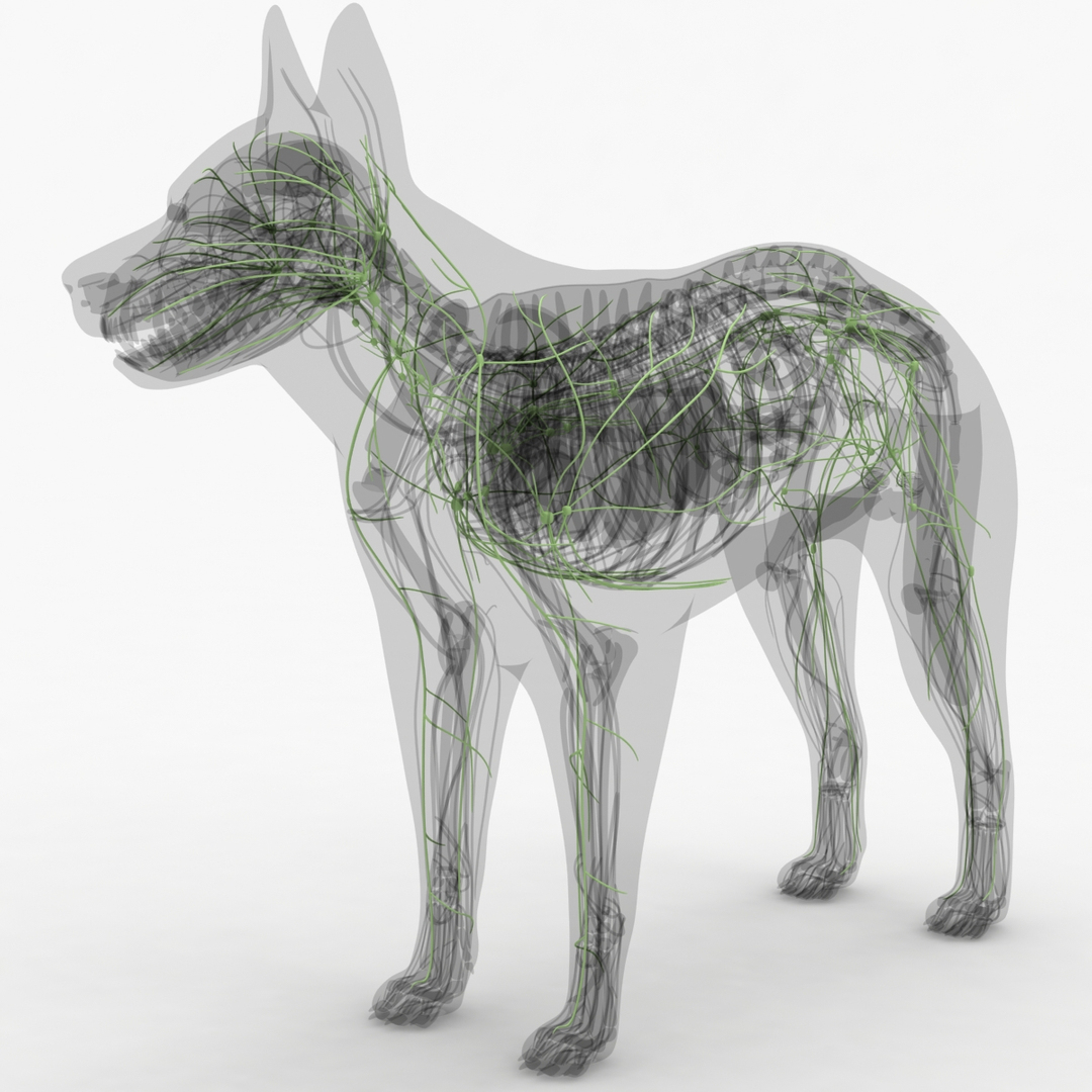 3d model dugm01 dog anatomy male female
