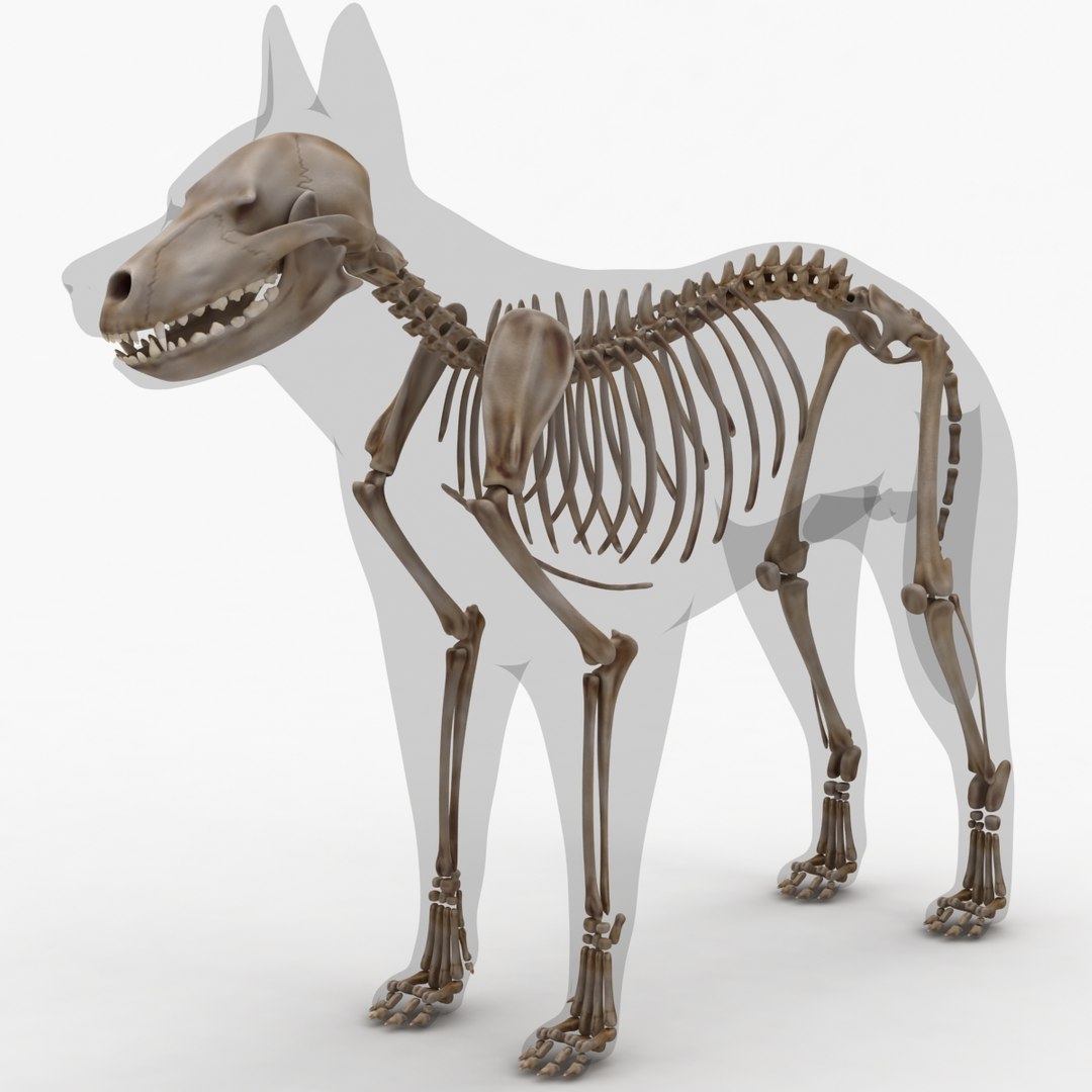 3d model dugm01 dog anatomy male female