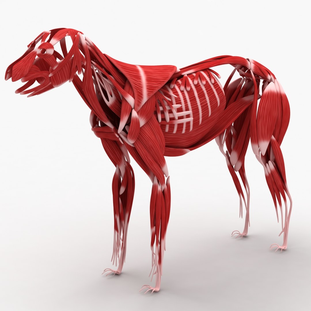 3d model dugm01 dog anatomy male female