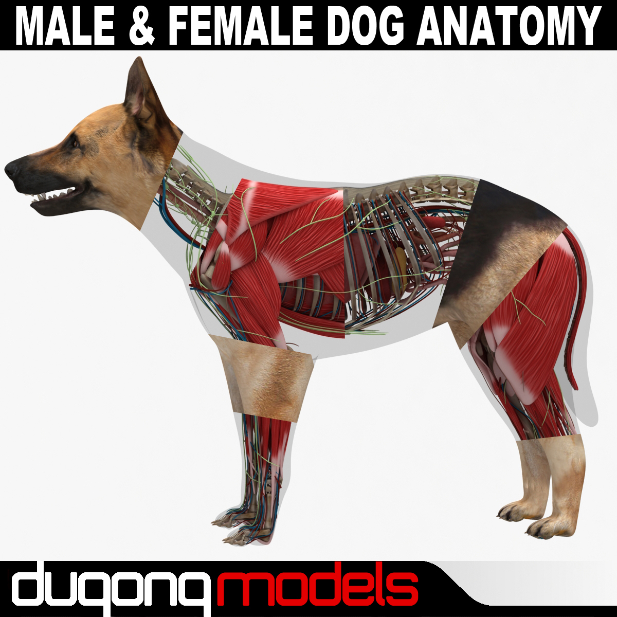 3d model dugm01 dog anatomy male female