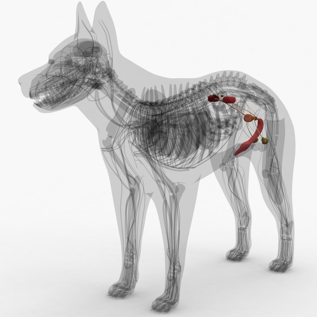 3d model dugm01 dog anatomy male female