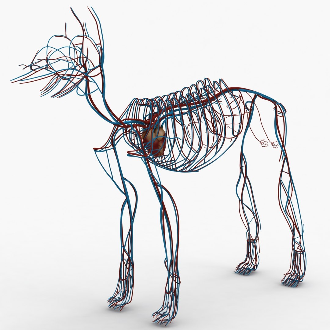 3d model dugm01 dog anatomy male female