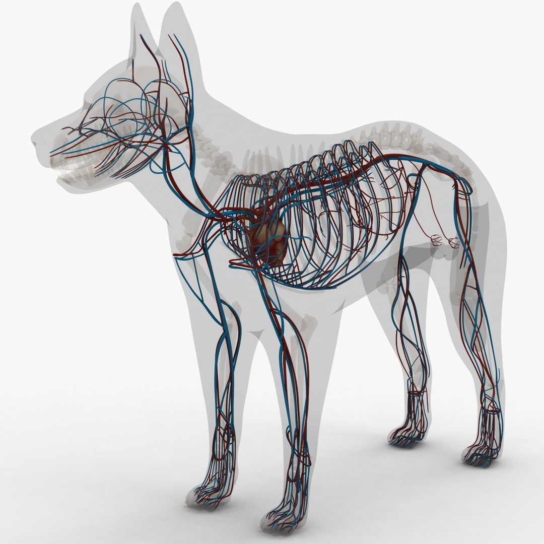 3d model dugm01 dog anatomy male female