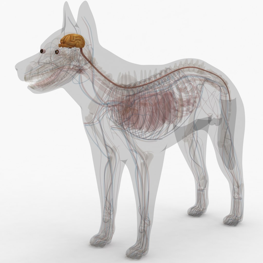 3d model dugm01 dog anatomy male female