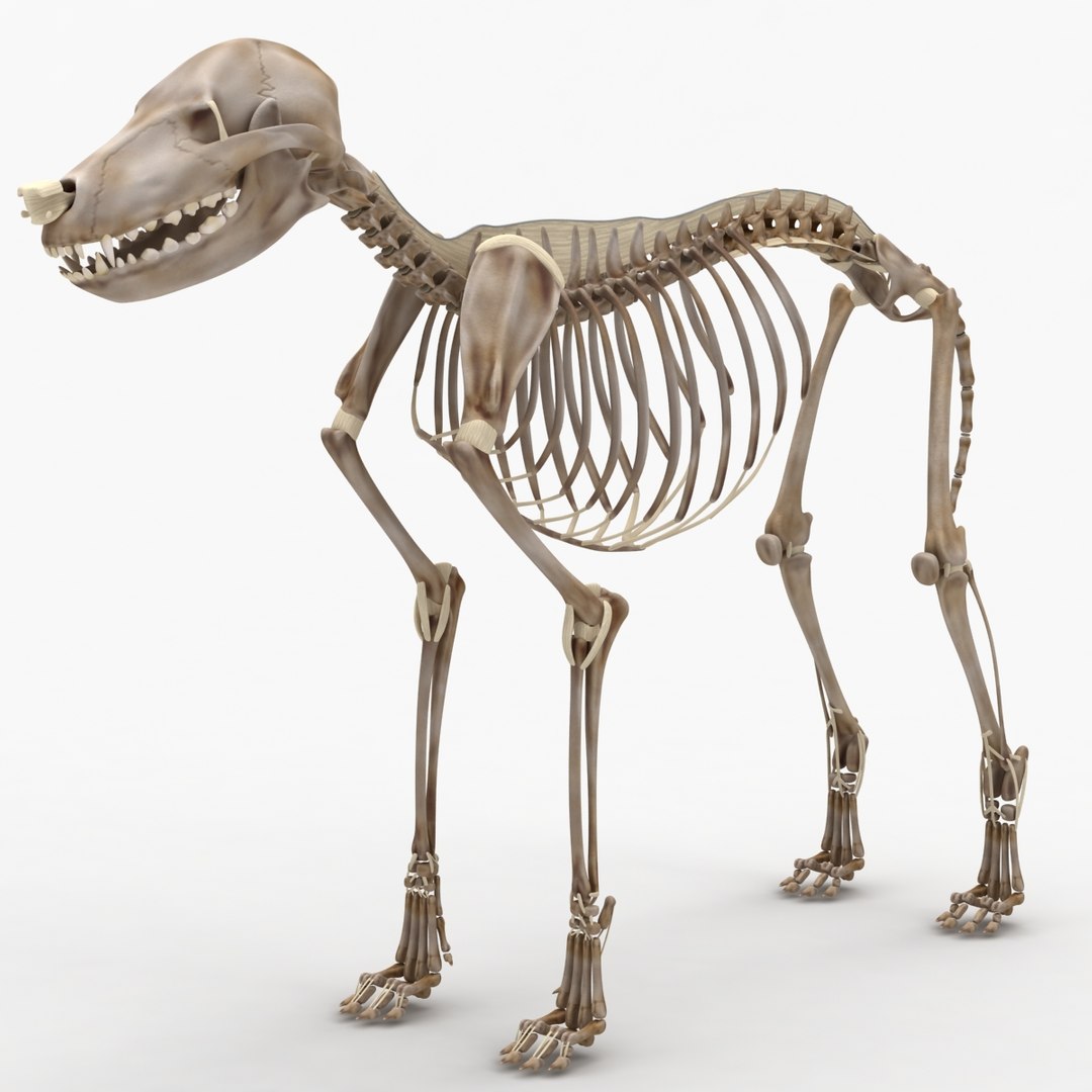 3d model dugm01 dog anatomy male female