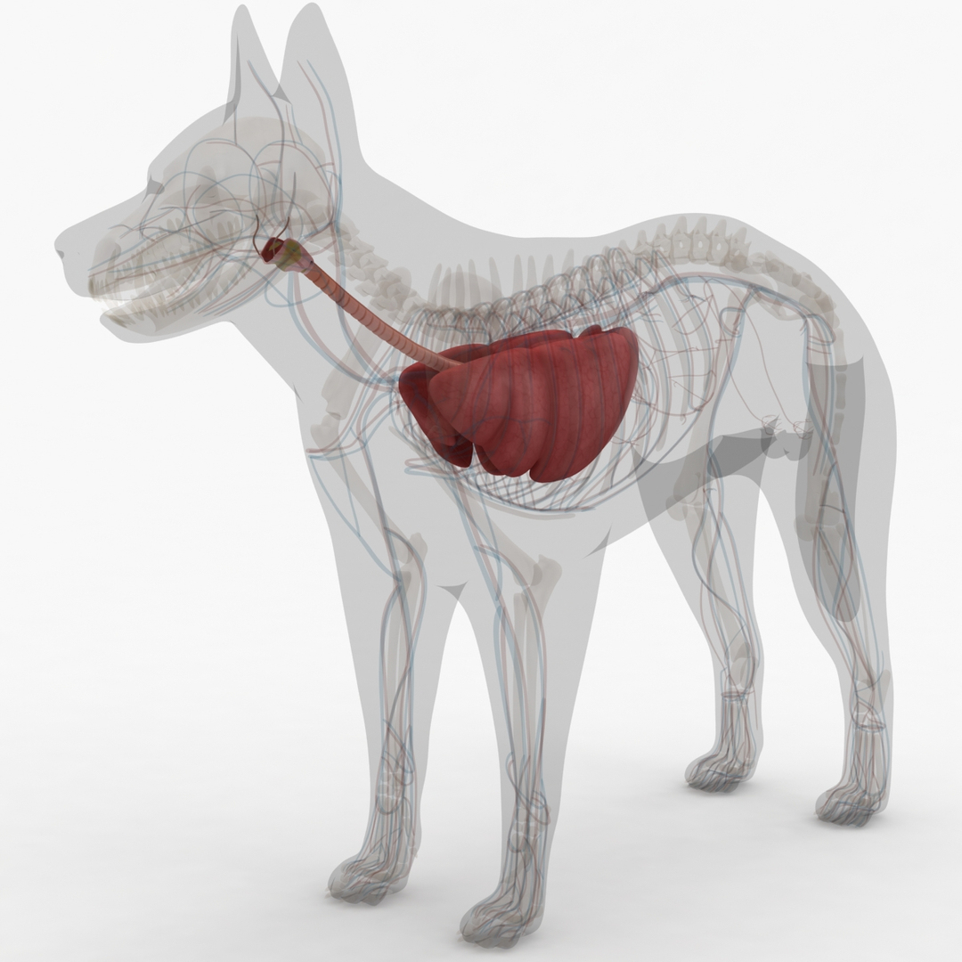 3d model dugm01 dog anatomy male female