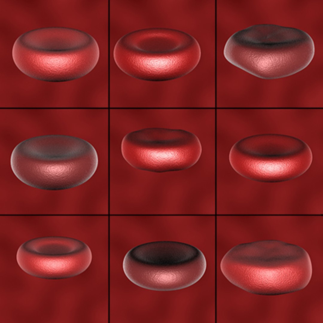 3d Blood Cell Model