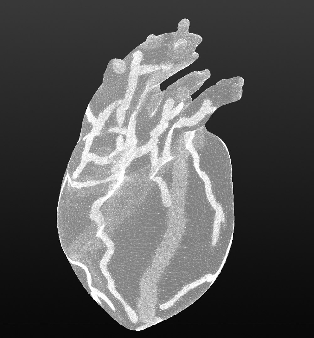 Human Heart Obj