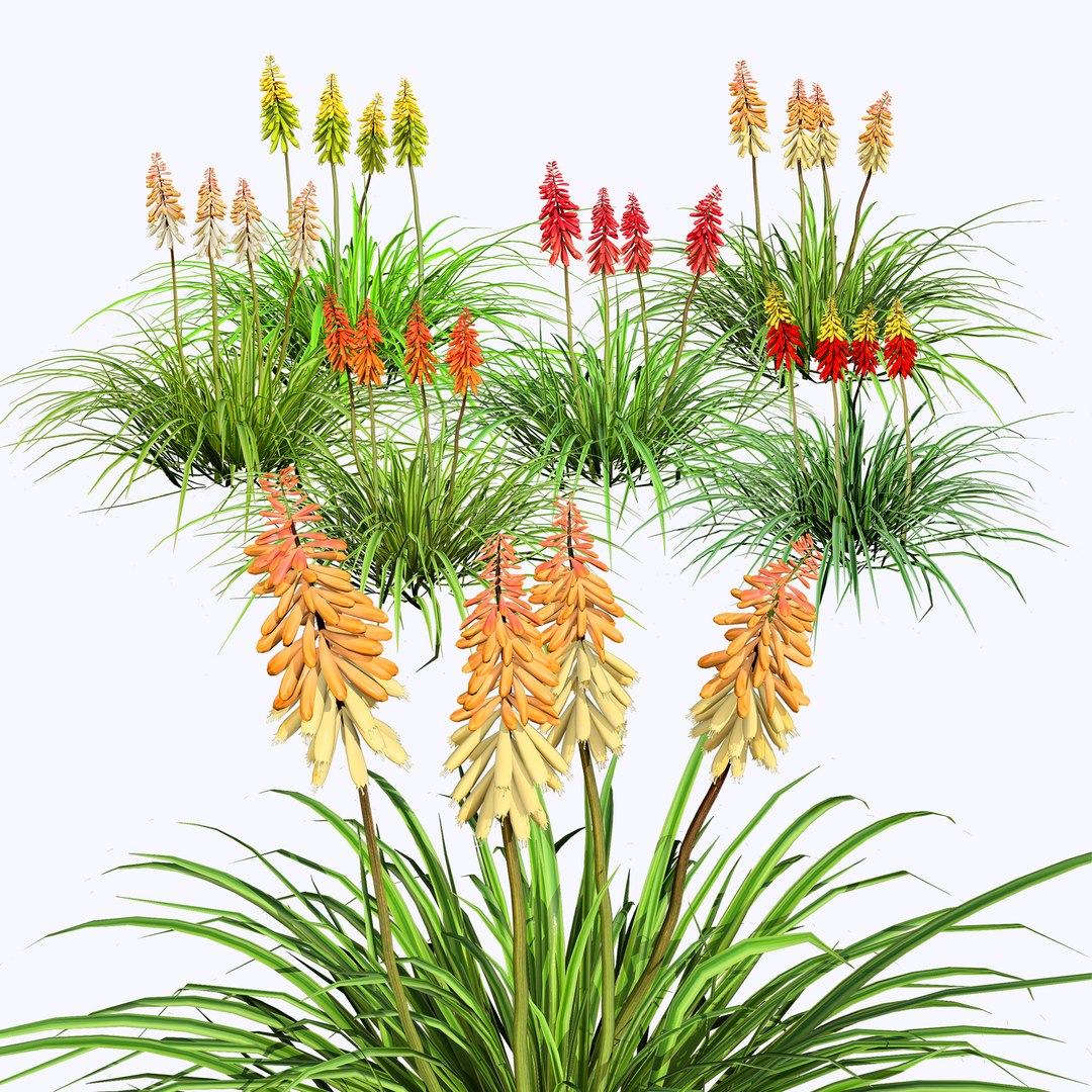 3D Model Poker Plant Flowers With Free Tutorial - TurboSquid 2196920