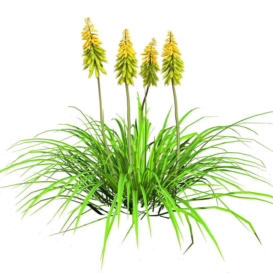 3D Model Poker Plant Flowers With Free Tutorial - TurboSquid 2196920