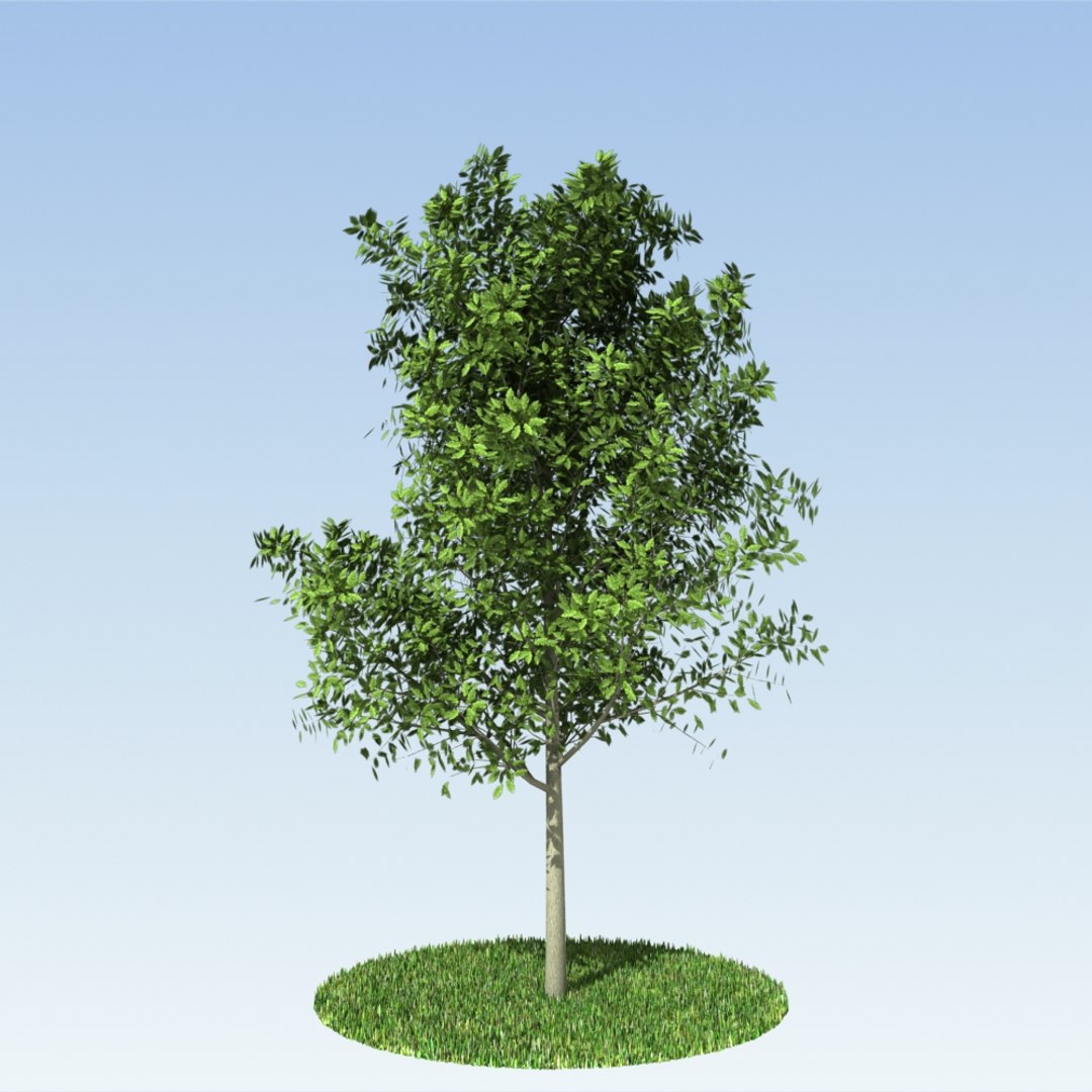 3d Tree - Model