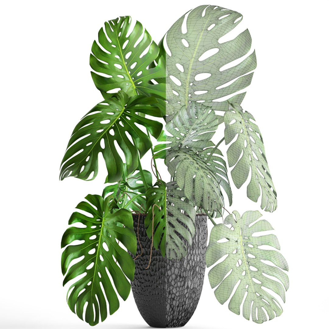 Monstera 3D Model - TurboSquid 1223994