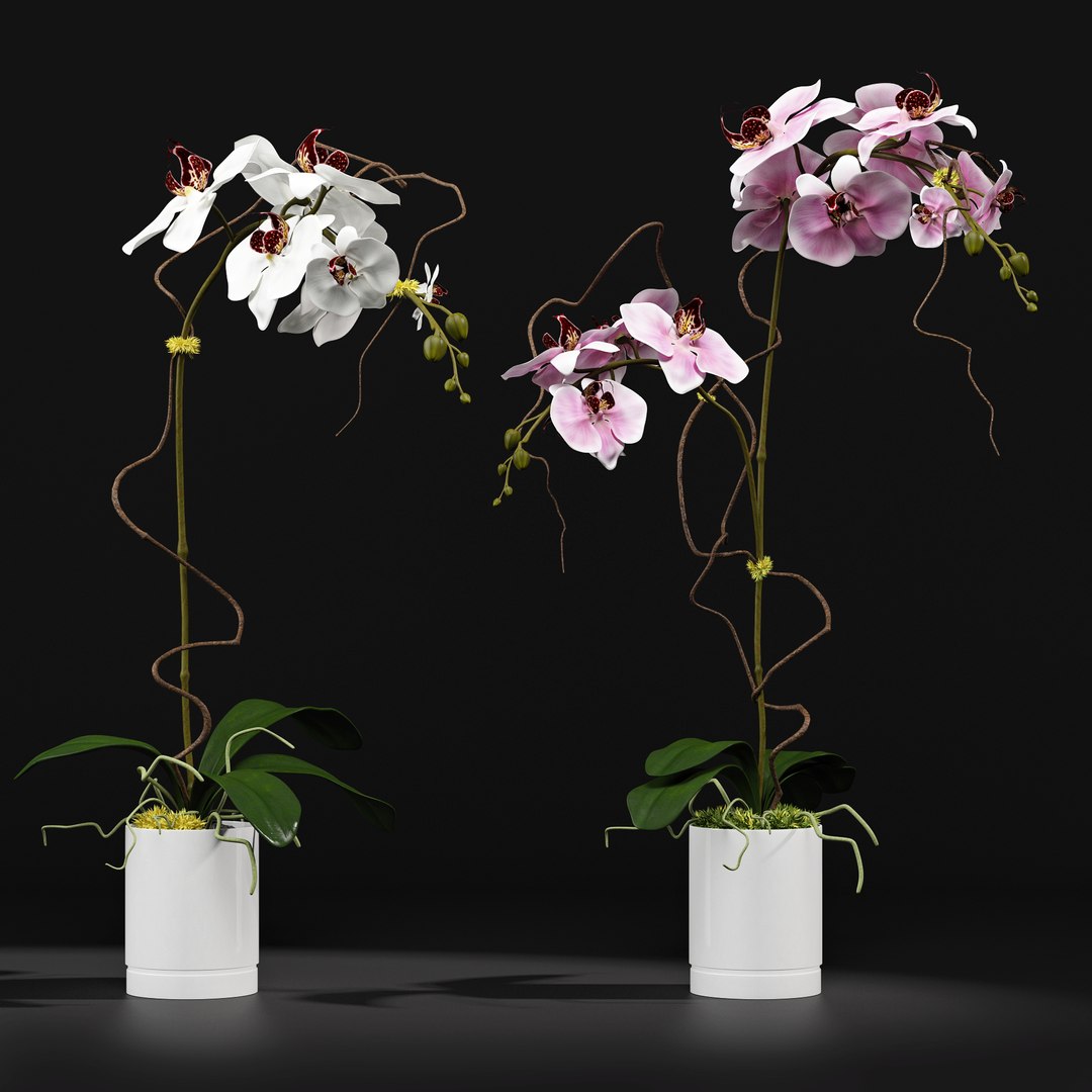 3d Orchid