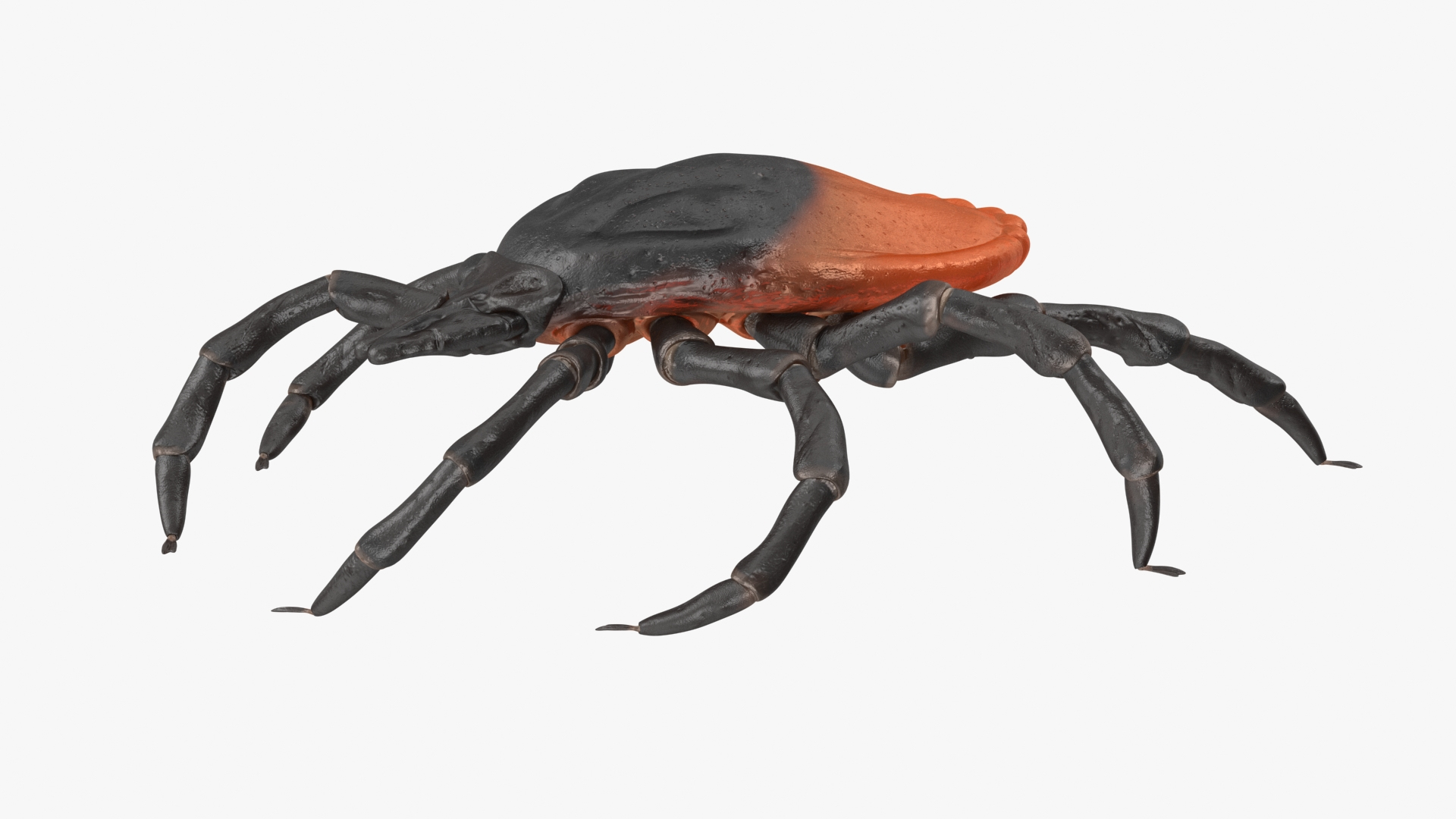 Tick model - TurboSquid 1853337