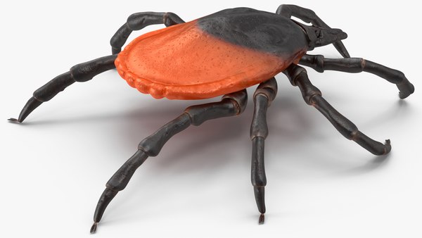 Tick model - TurboSquid 1853337